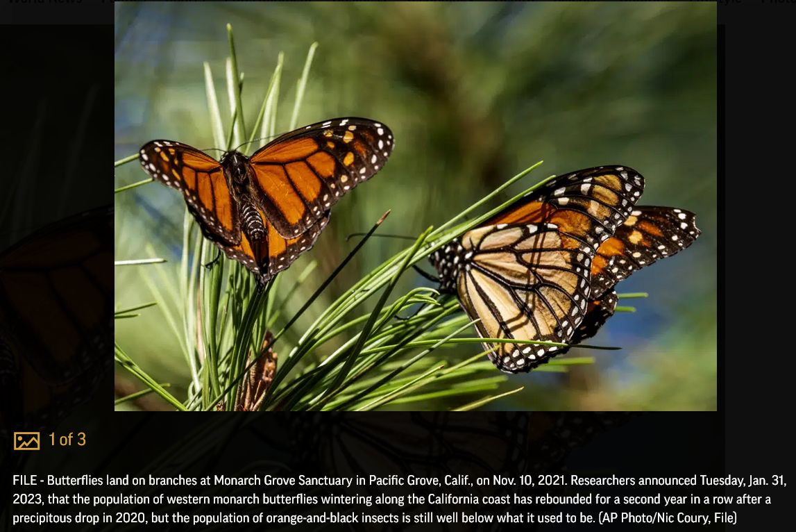 Monarch butterflies wintering in California rebound - Democratic ...